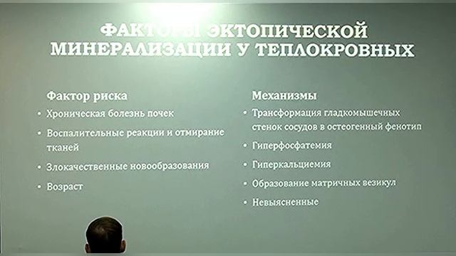 Эктопическая минерализация у самки песчаной акулы (Carcharias taurus)Мамыкина Галина Анатольевна