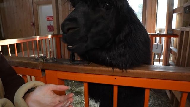 Как говорят животные на ферме - Алиса и медведь играют на Городской Ферме (1080P_60FPS)