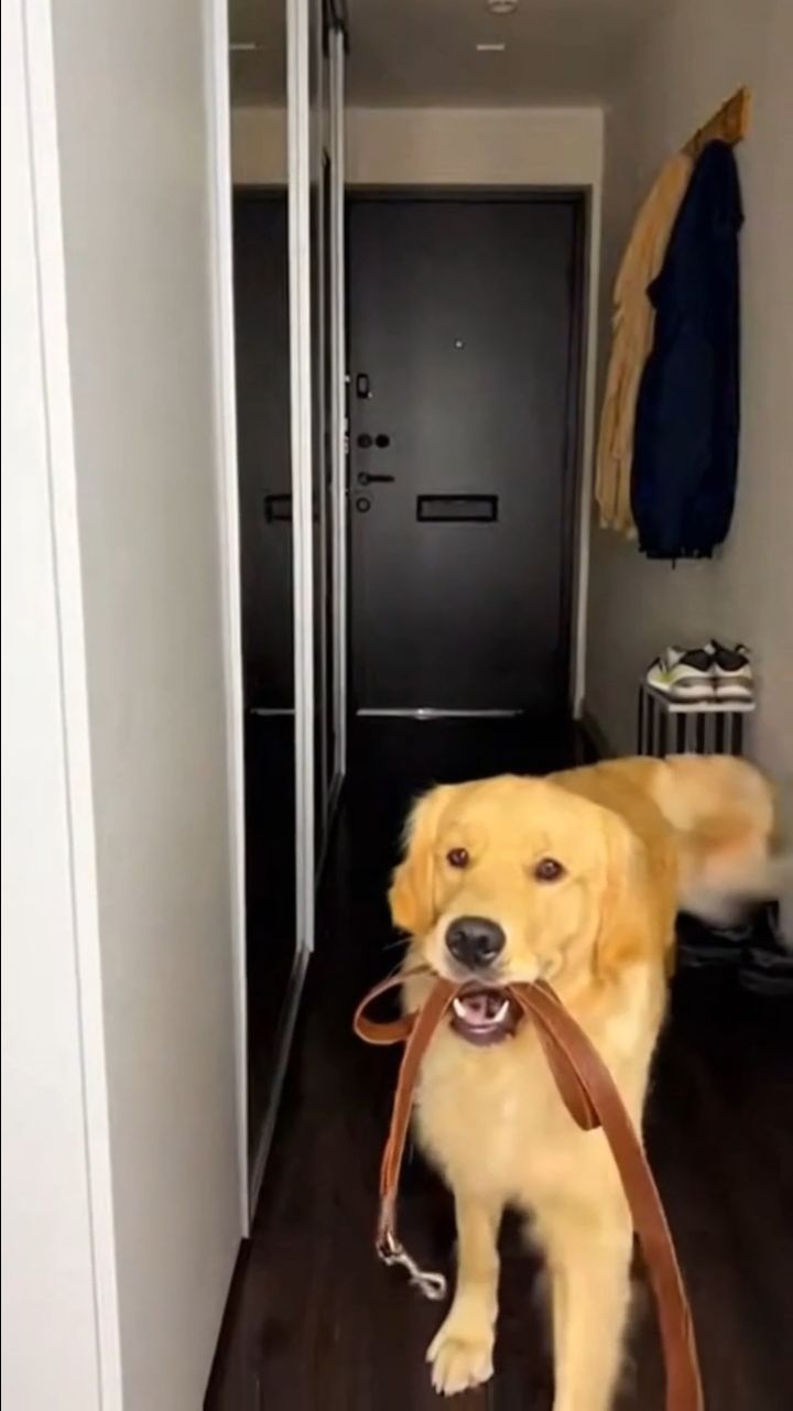 Пес-будильник 🐶