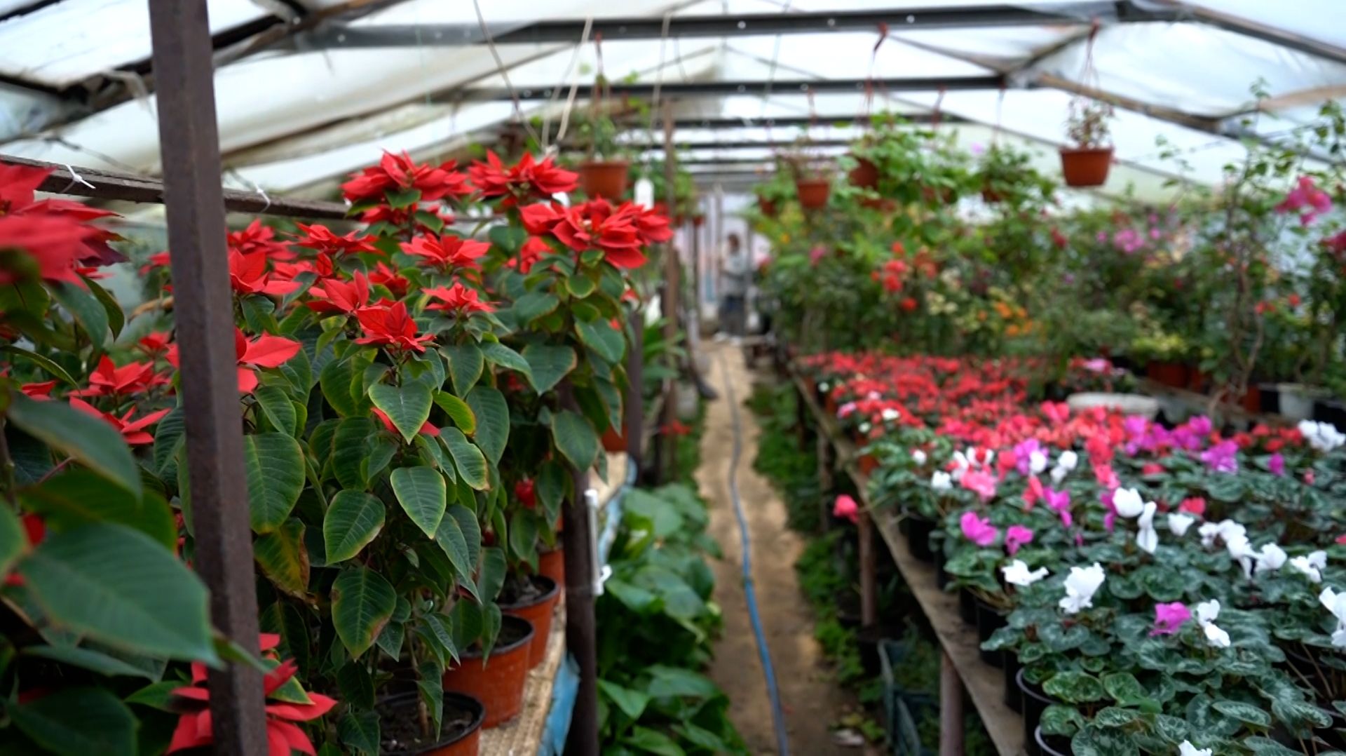 Цветы | МИР СЕЛЬСКОГО ХОЗЯЙСТВА №94