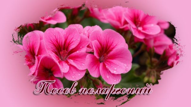 Посев семян пеларгонии