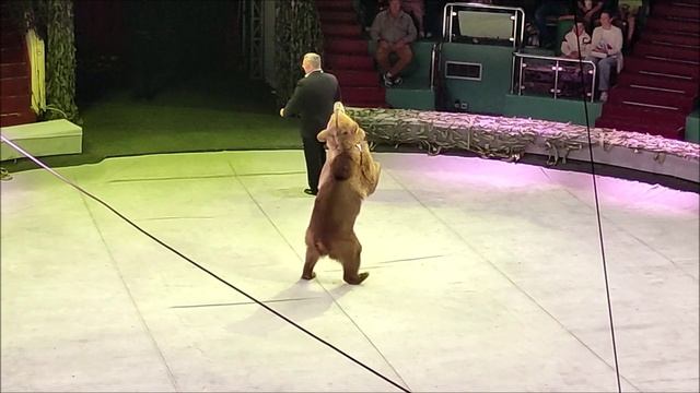 Медведи танцуют под мелодии  "Цыганочки" и " Катюши"