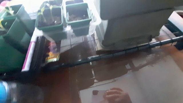 МАРТОВСКИЕ ИГРЫ КОТОВ. ВЕСНА ПРИНОСИТ ПРИЯТНЫЕ СЮРПРИЗЫ.