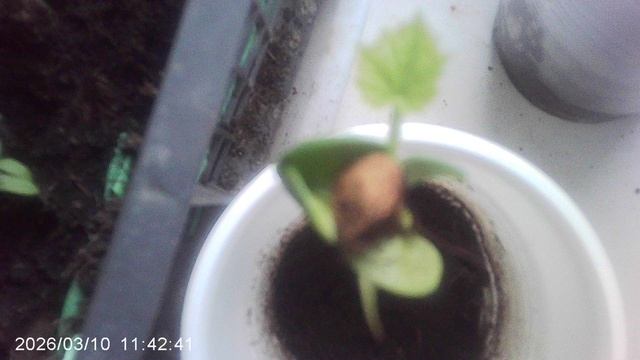 Обзор кабачка февральской посадки. Мы с мамой решили, что он ещё маловат для пересадки.