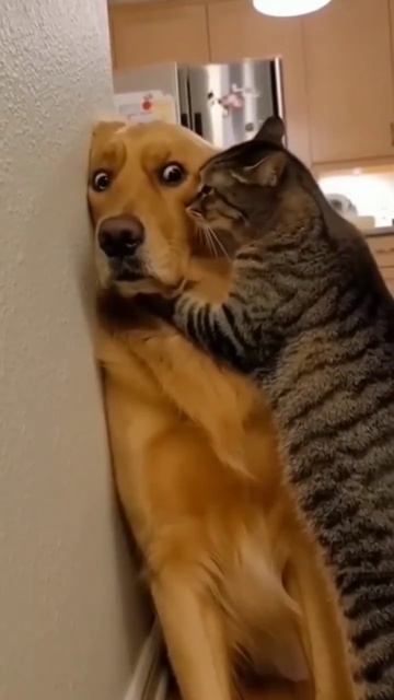 Кот запугал собаку