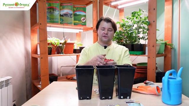 Сеем лук на рассаду.