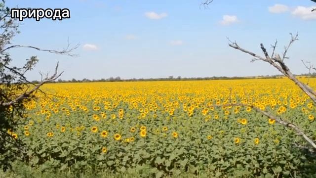 Красивое поле подсолнухов 🌻