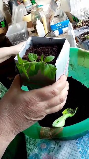 О рассаде. Закрученные томаты пересадка