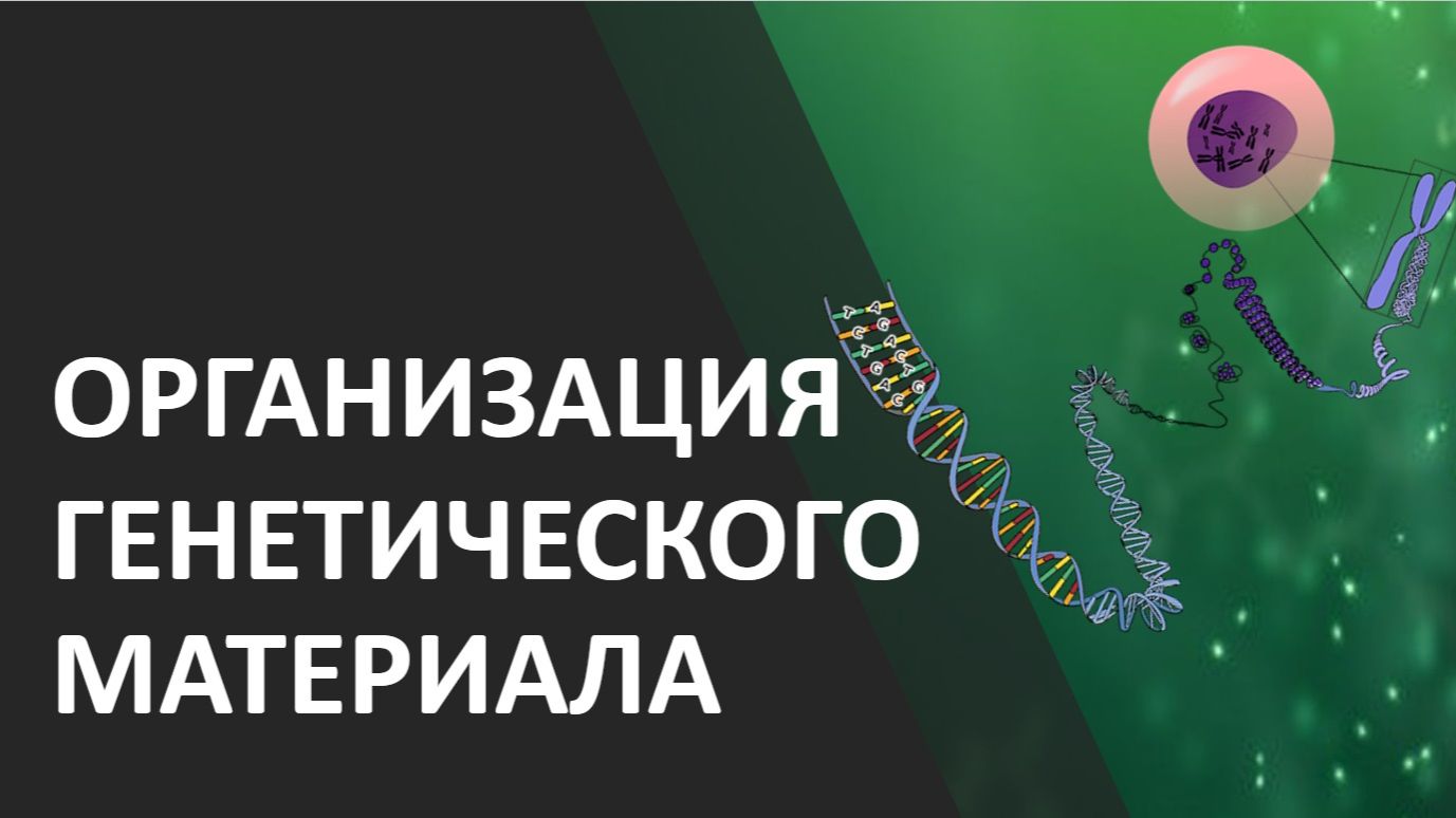 Организация генетического материала | ОГЭ/ЕГЭ БИО