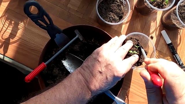 Рассада перцев 11 марта