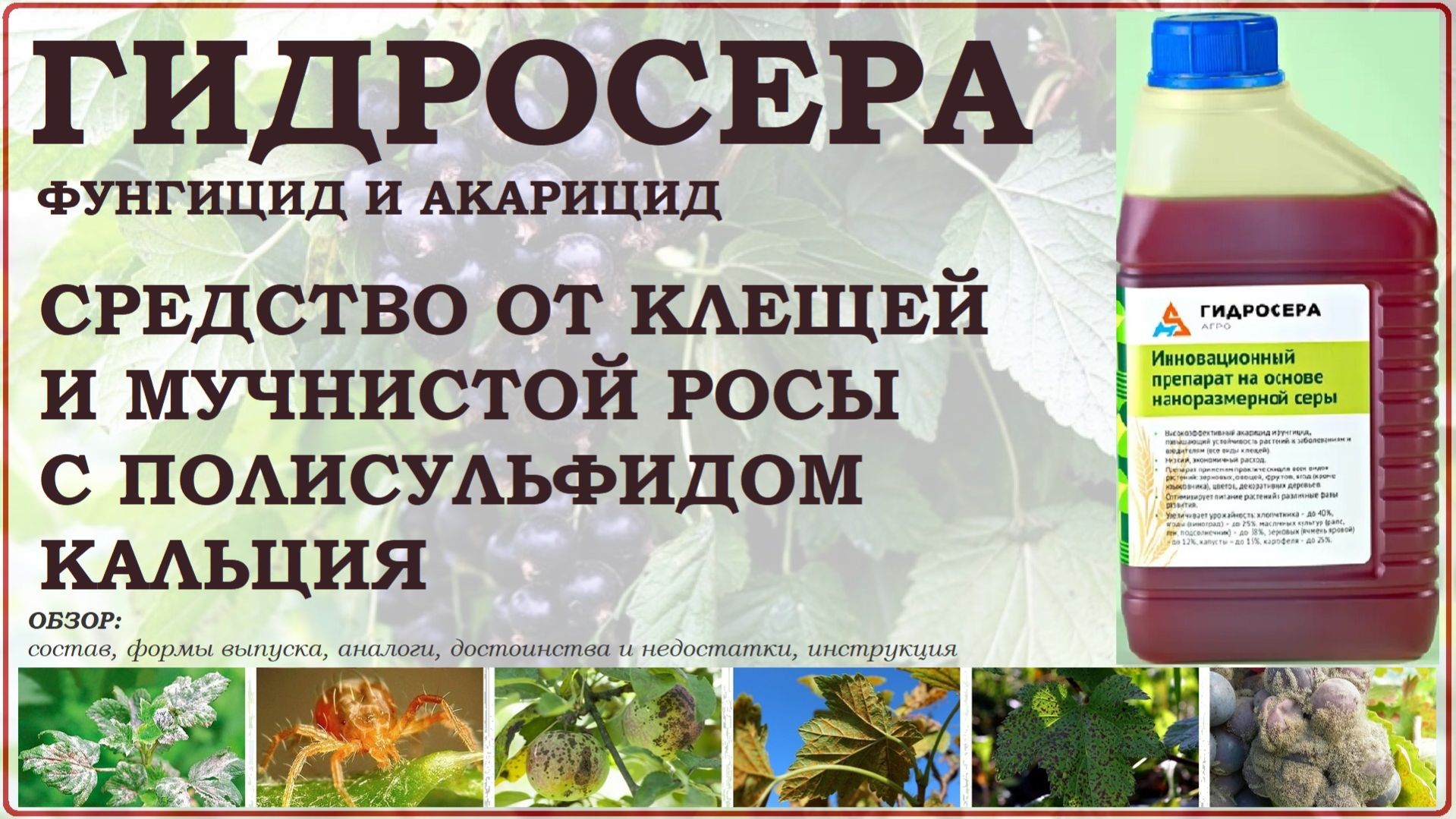 ГидроСера - средство от клещей и мучнистой росы с полисульфидом кальция. Обзор фунгицида и акарицида