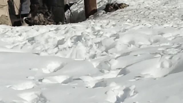 Зимние коты