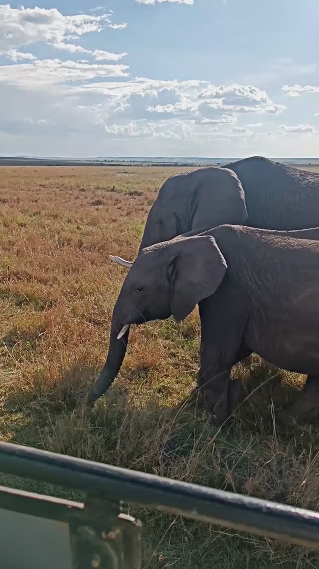 Слоны в саване