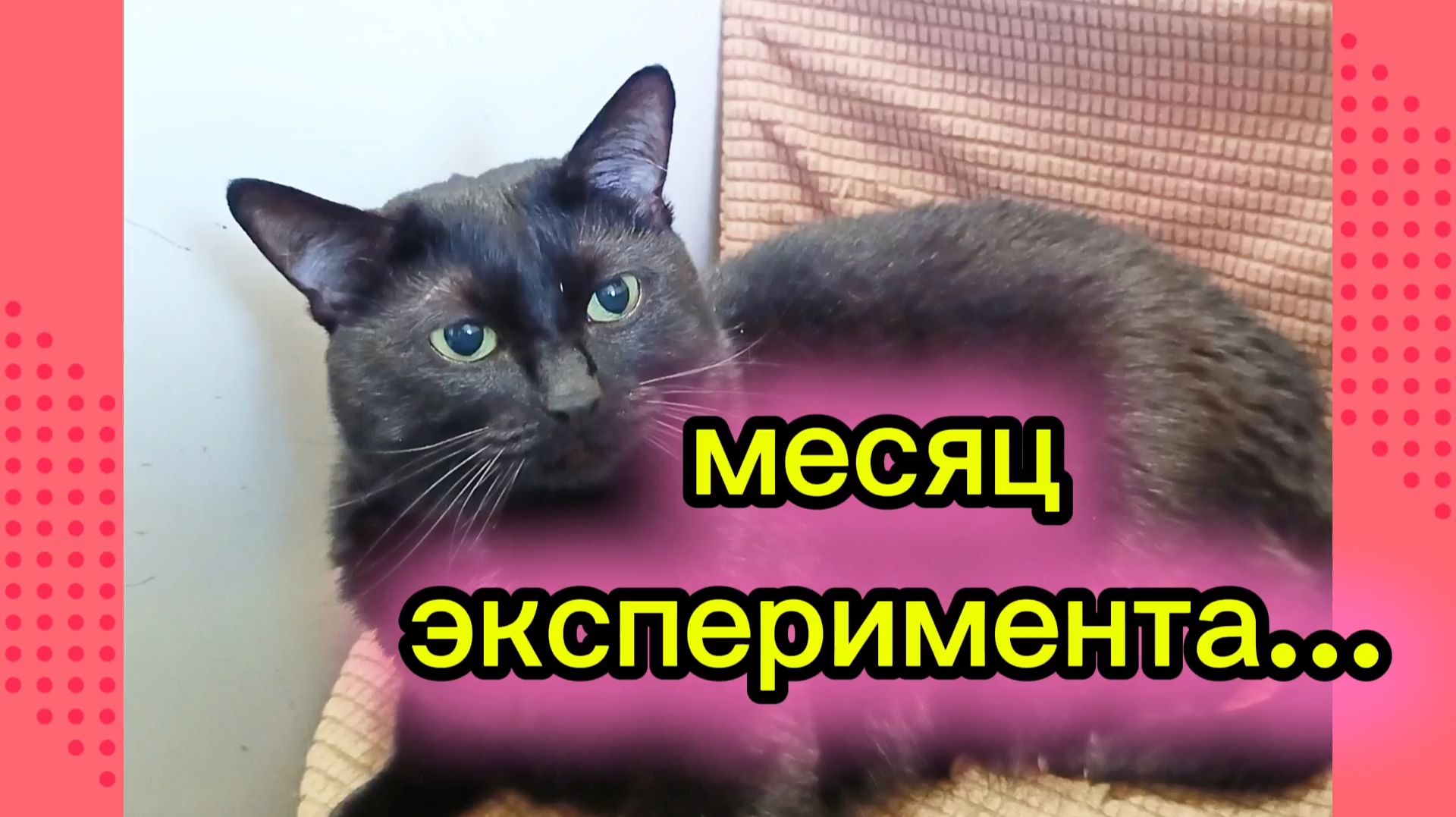 КОШКИ С ОЗВУЧКОЙ.