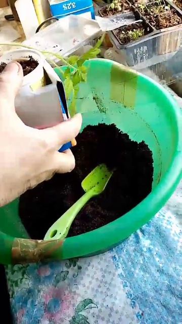 О рассаде. Закрученные томаты. Перевалка