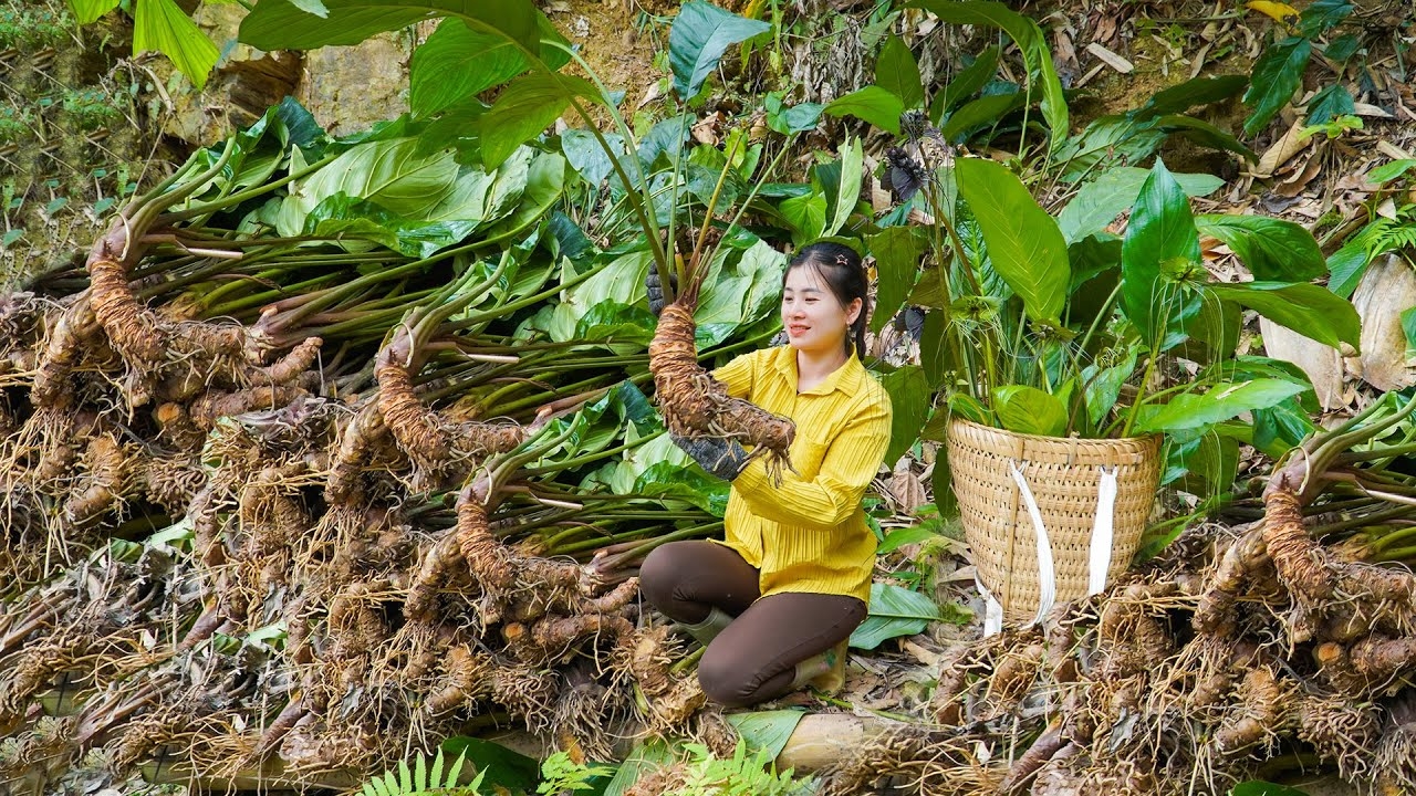 Сбор большого количества корней дикорастущего женьшеня на продажу. Уход за огуречным садом. Нхат