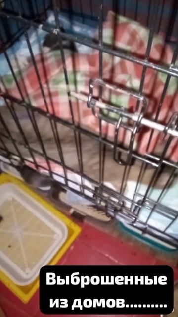 Преданы хозяевами. Выгнаны из дома. Погибли на улицах. Взяты в Приют. Сегодня прошли стерилизацию.