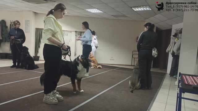 Занятие в группе по дрессировке: команды Рядом, Сидеть. Тольятти, 7 марта 2026.