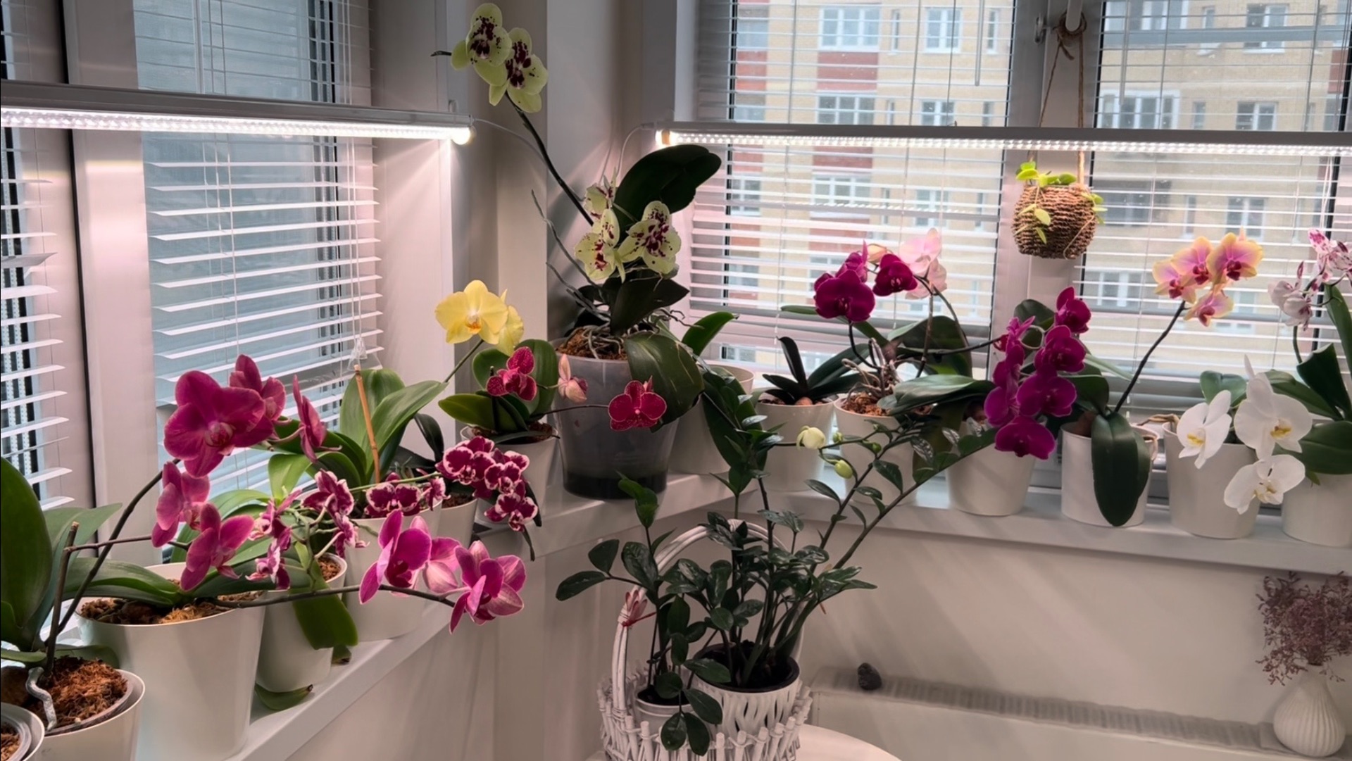 ПОЛИВ орхидей 💦 Влог #орхидеи