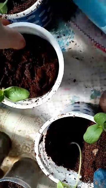 О рассаде. Эксперемент с тыквами