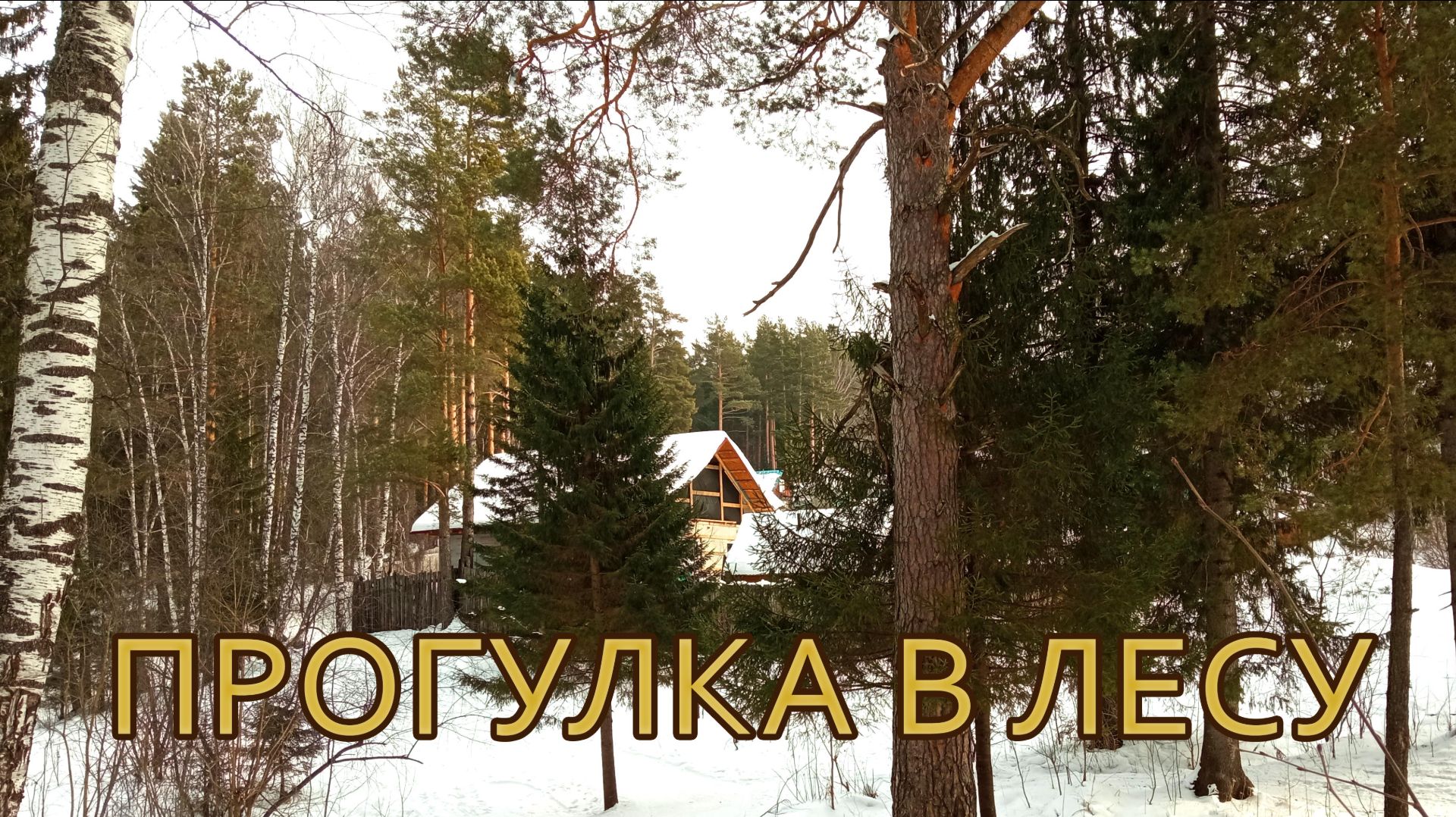 ПРОГУЛКА В ЛЕСУ