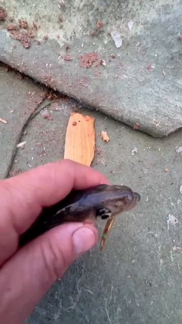 Зубарь на блесну Дракон UV от Mr.Musurok 🔥