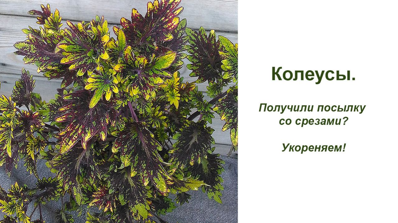 Колеусы купили срезом. Укореняем сами - как это делаем мы.