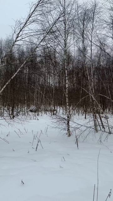 Продаётся уч. 25 соток (состоит из двух  участков) в с. Б.Каринское, Александровский р-н, Влад.обл