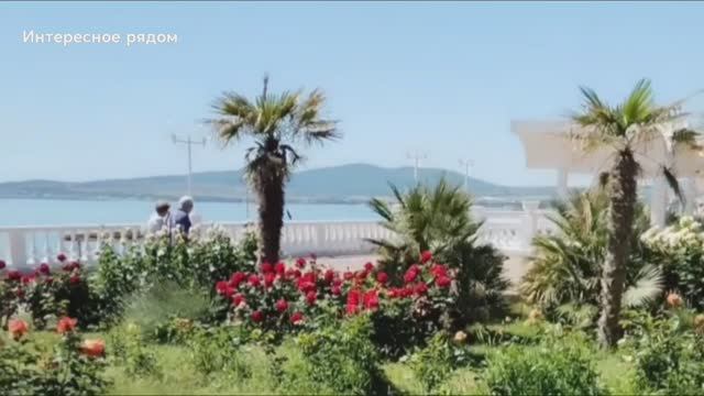 Розы в Геленджике