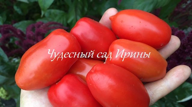 Томаты для консервирования. Часть 2. Сорта