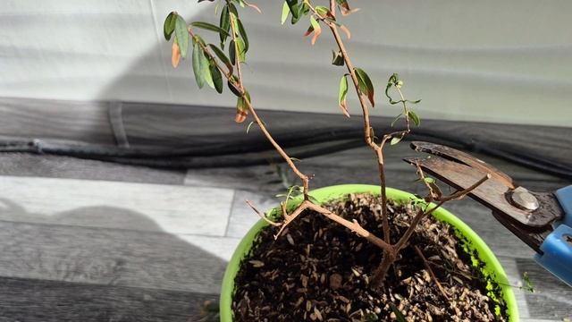 Обыкновенный маленький 3