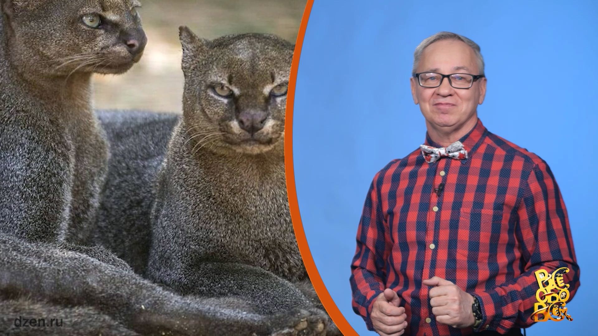 Всё обо всём. Ягуарунди. Выпуск от 11.03.26