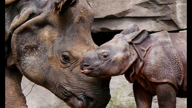 Лапы коротки!