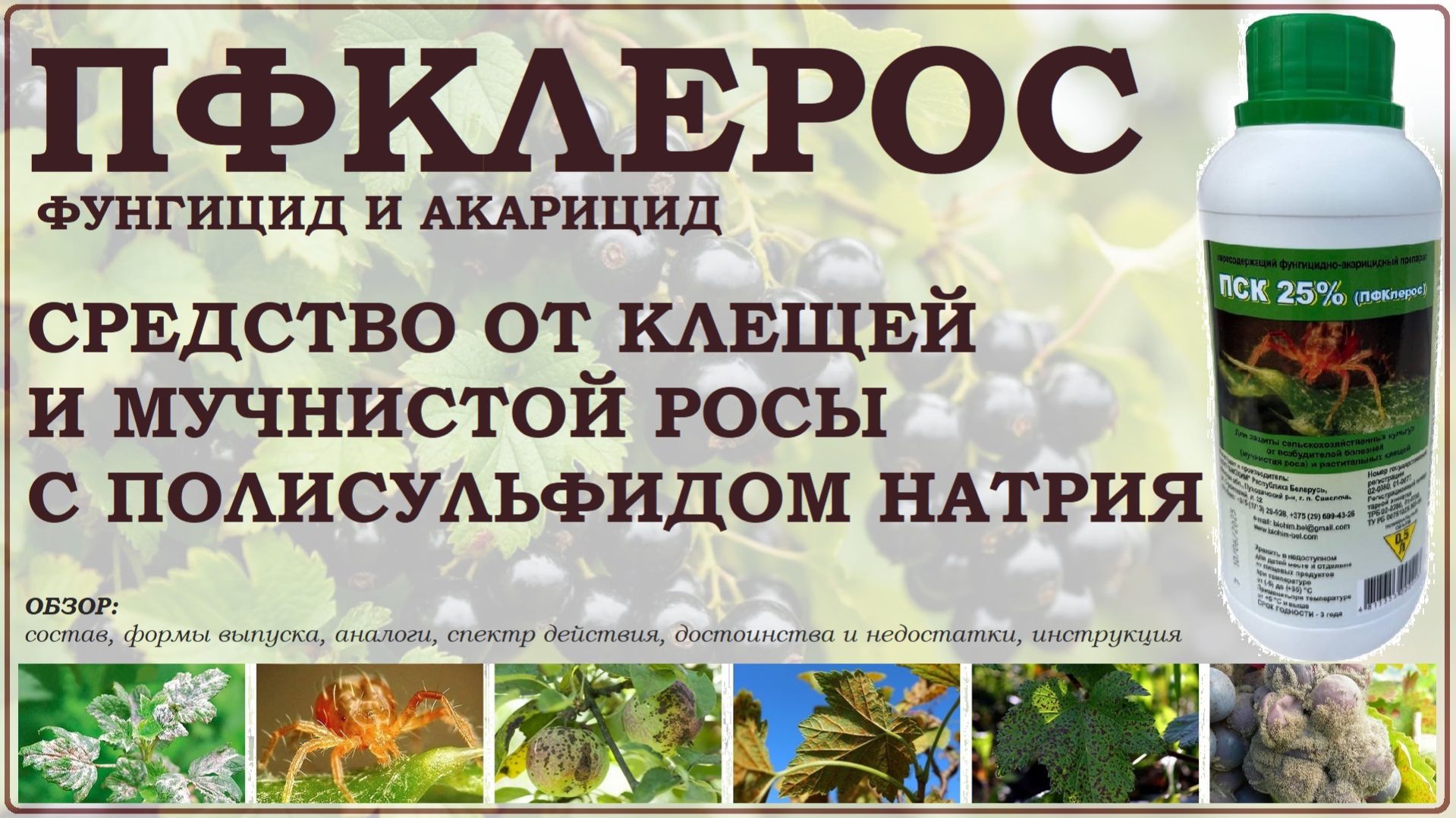 ПФКлерос - серосодержащее средство от клещей и мучнистой росы. Обзор фунгицида и акарицида