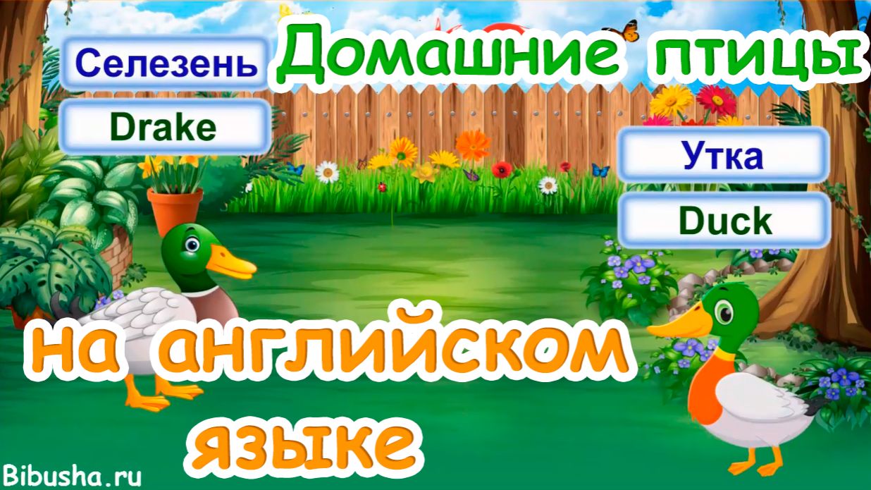 Домашние птицы для детей на английском языке | Видео-тренажер
