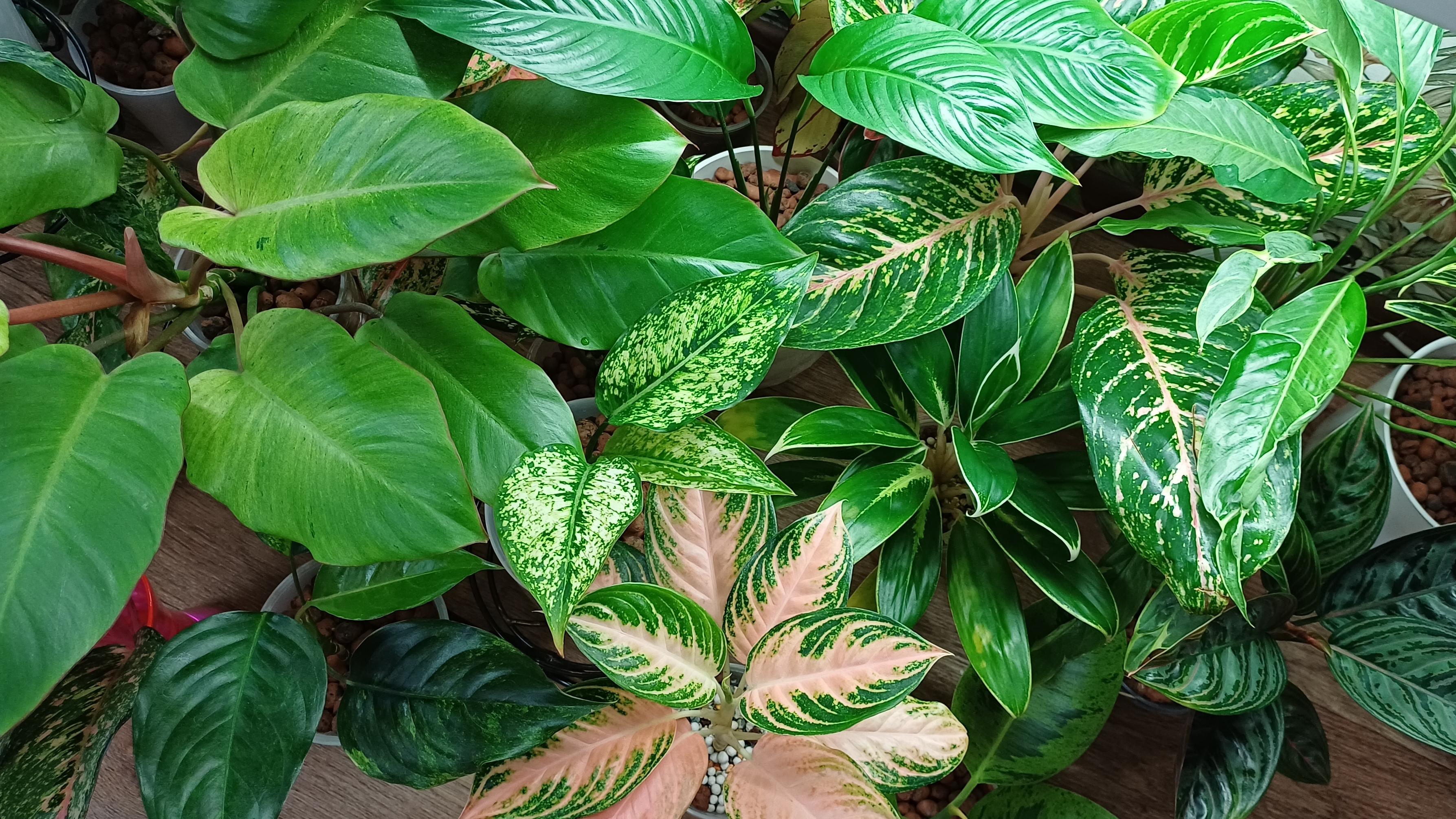 Комнатные растения🌿❤️ Любуемся растениями😉🤗☀️