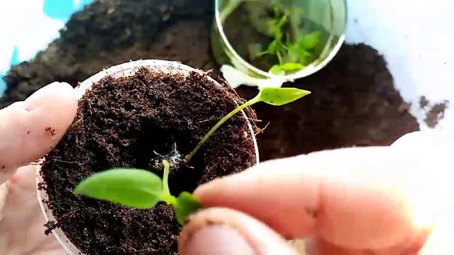 О рассаде. Посадка перцев из общаги