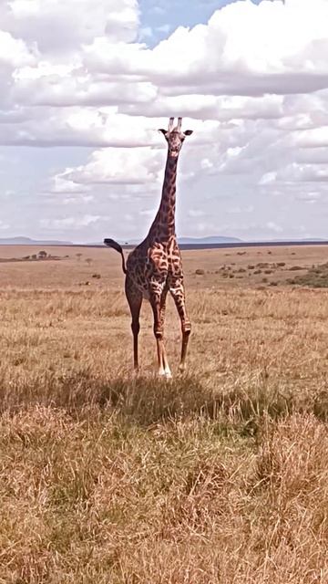 Жираф в саване