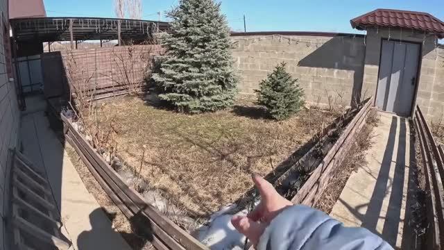 Жизнь вне орхидей- уже РУКИ ЧЕШУТСЯ поработать во дворе  готовлюсь к ЧЕРЕНКОВАНИЮ-