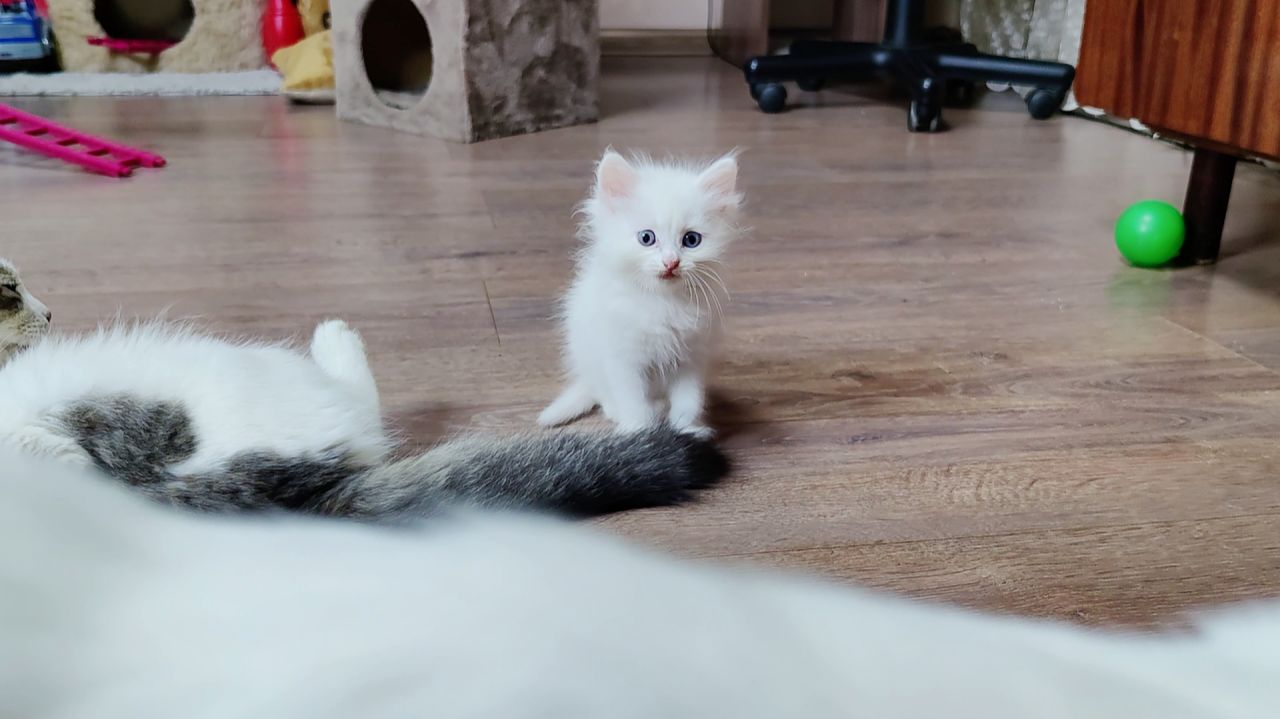 Мама-кошка и её три котёнка. Замечательный котёнок Микки.