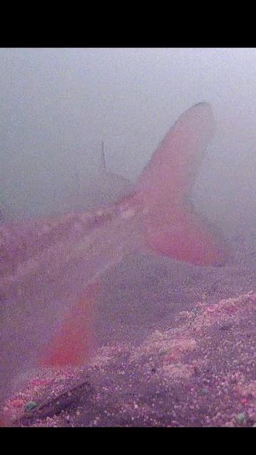 От такой рыбалки трясёт