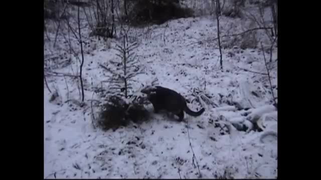 Природа. Песня Иллюзия.