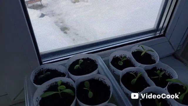 Распикировала перцы. Мешочки - зло!!! Новые всходы цветов.