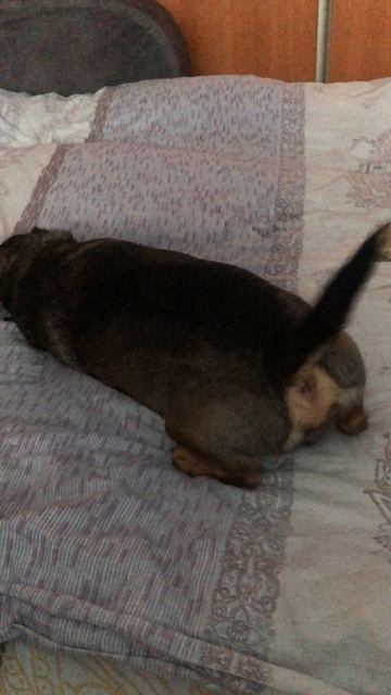 Мордашка вытирает мордашку после еды