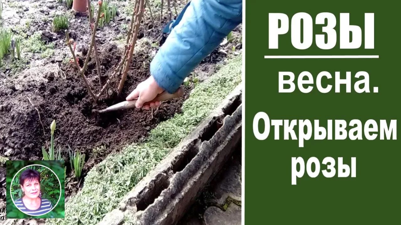 Уход за розами весной. Когда открывать розы после зимы