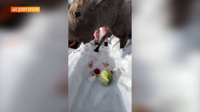 «МЫ С НАЙДЁНОЙ ФРУКТЫ КУШАЕМ»: У СПАСЁННОЙ ЛОСИХИ ВСЁ ХОРОШО • БЕЗ КОММЕНТАРИЕВ