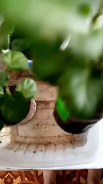 О рассаде. Полив через поддон