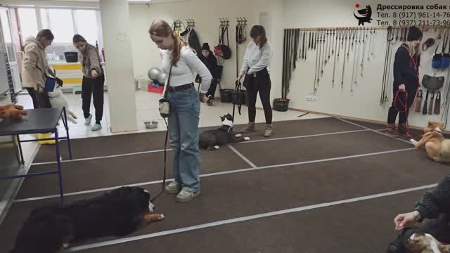 Занятие в группе по дрессировке: команды Лежать, Жди, Ко мне. Тольятти, 1 марта 2026.