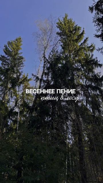 Пение птиц в весеннем лесу