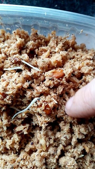 О рассаде. Арбузы в горячих опилках